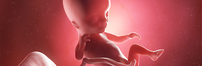14 Weeks Pregnant - Pregnancy Symptoms & Baby Development | OT&P