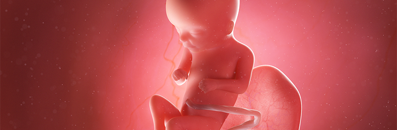 16 Weeks Pregnant - Pregnancy Symptoms & Baby Development | OT&P