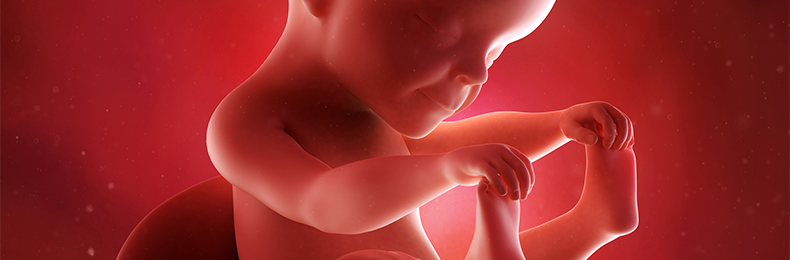 25 Weeks Pregnant - Symptoms & Baby Development | OT&P