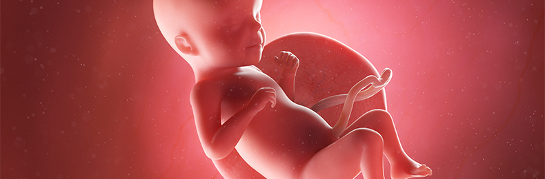 26 Weeks Pregnant - Symptoms & Baby Development | OT&P