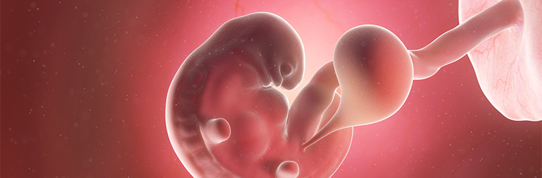 6 Weeks Pregnant - Symptoms & Baby Development | OT&P