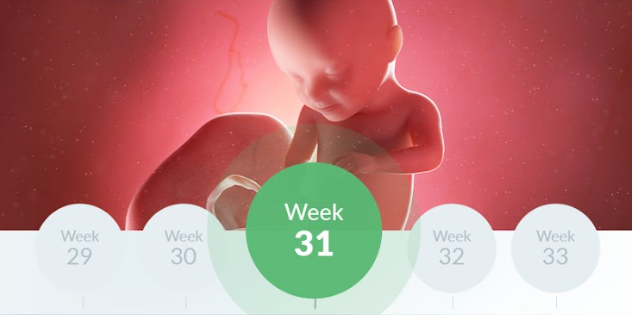 31 Weeks Pregnant Fetal Development