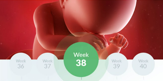 38 Weeks Fetus
