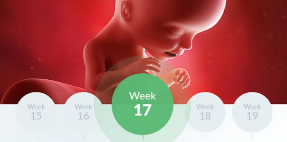 17 Weeks Pregnant Fetus Size