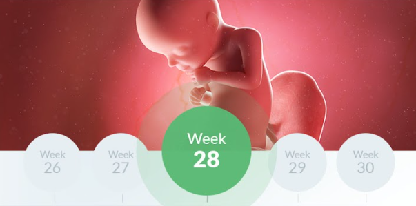 28 Weeks Fetus In Womb